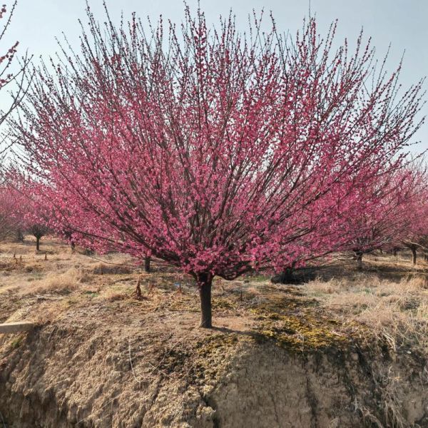 鸡爪槭价格一览_鸡爪槭多少钱一棵-第3张图片-山城妙识 鸡爪槭价格一览_鸡爪槭多少钱一棵-第3张图片-山城妙识