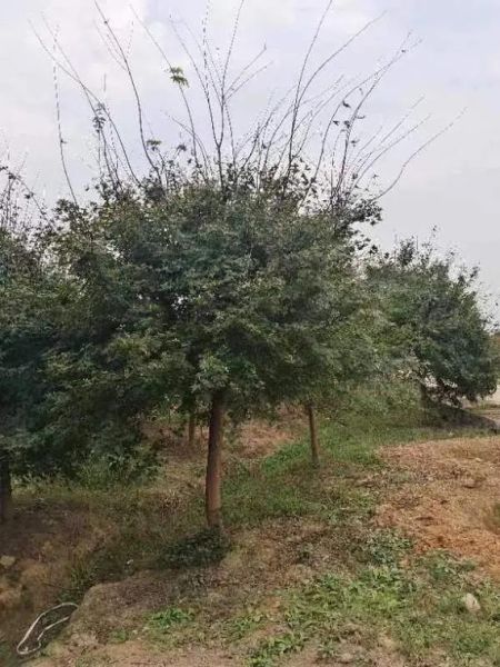 鸡爪槭价格一览_鸡爪槭多少钱一棵-第1张图片-山城妙识 鸡爪槭价格一览_鸡爪槭多少钱一棵-第1张图片-山城妙识