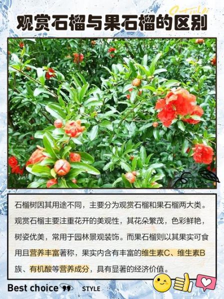 石榴树图片大全大图_如何识别不同品种-第3张图片-山城妙识 石榴树图片大全大图_如何识别不同品种-第3张图片-山城妙识