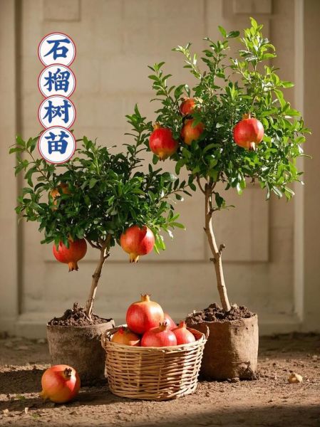 石榴树图片大全大图_如何识别不同品种-第2张图片-山城妙识 石榴树图片大全大图_如何识别不同品种-第2张图片-山城妙识