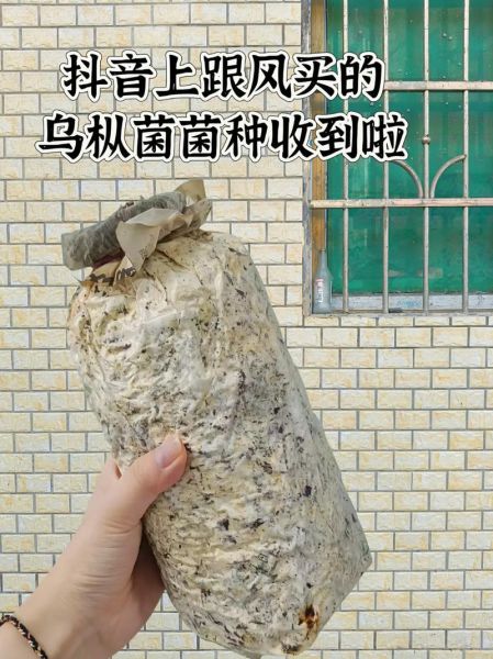黄丝菌种植技术_黄丝菌怎么种-第1张图片-山城妙识 黄丝菌种植技术_黄丝菌怎么种-第1张图片-山城妙识