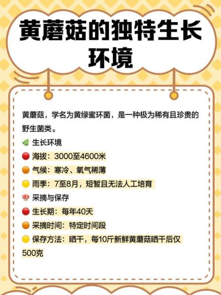 黄丝菌种植技术_黄丝菌怎么种-第2张图片-山城妙识 黄丝菌种植技术_黄丝菌怎么种-第2张图片-山城妙识