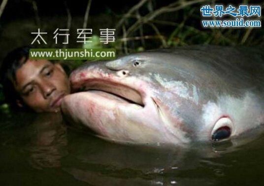 巨型哲罗鲑15米是真的吗_巨型哲罗鲑最大记录-第2张图片-山城妙识