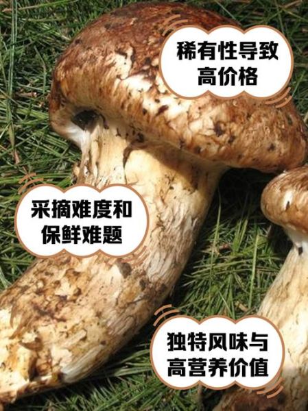 野生松茸多少钱一斤_为什么价格差距大-第1张图片-山城妙识 野生松茸多少钱一斤_为什么价格差距大-第1张图片-山城妙识