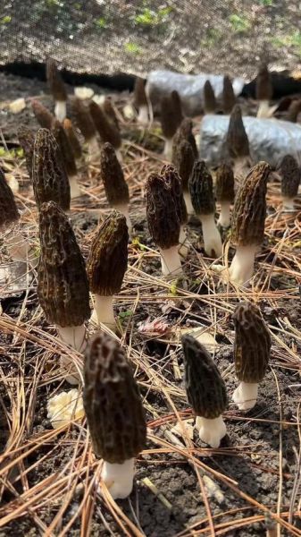 野生松茸多少钱一斤_为什么价格差距大-第2张图片-山城妙识 野生松茸多少钱一斤_为什么价格差距大-第2张图片-山城妙识