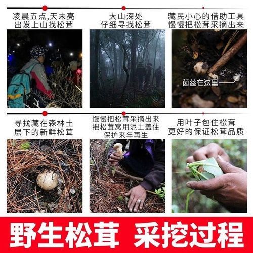 野生松茸多少钱一斤_为什么价格差距大-第3张图片-山城妙识 野生松茸多少钱一斤_为什么价格差距大-第3张图片-山城妙识