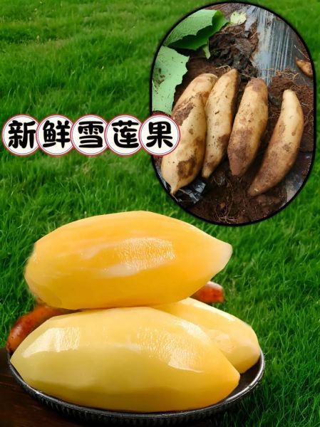 雪莲果几月份成熟上市_雪莲果什么时候吃最好-第1张图片-山城妙识 雪莲果几月份成熟上市_雪莲果什么时候吃最好-第1张图片-山城妙识