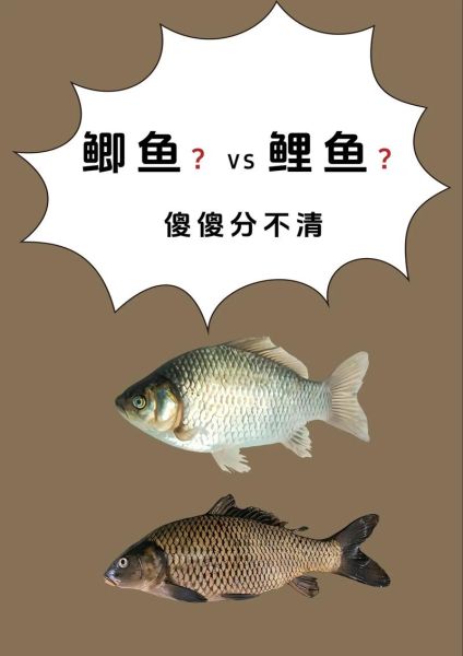 鲫鱼和鲤鱼的区别图片_如何一眼分辨-第1张图片-山城妙识