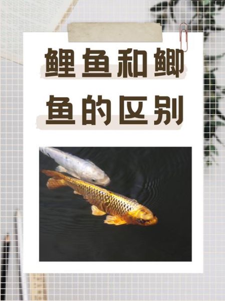 鲫鱼和鲤鱼的区别图片_如何一眼分辨-第3张图片-山城妙识