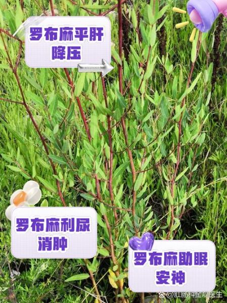 罗布麻的副作用与禁忌_哪些人不能吃罗布麻-第1张图片-山城妙识 罗布麻的副作用与禁忌_哪些人不能吃罗布麻-第1张图片-山城妙识
