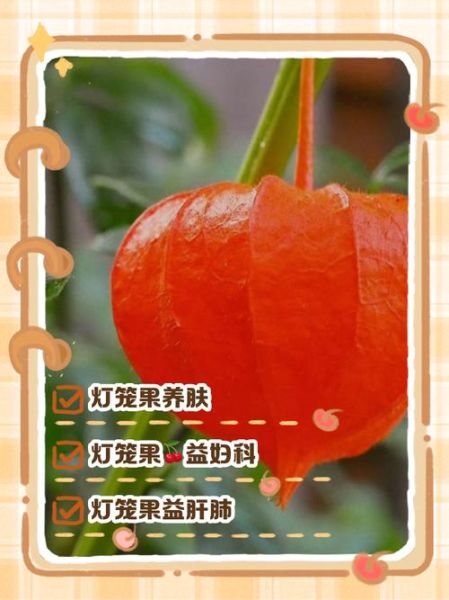 灯笼果怎么吃_灯笼果的吃法大全-第3张图片-山城妙识