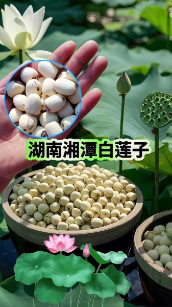 白莲子图片_白莲子真假怎么辨别-第3张图片-山城妙识