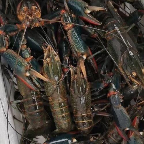 澳洲淡水龙虾多少钱一斤_澳洲淡水龙虾价格走势-第3张图片-山城妙识 澳洲淡水龙虾多少钱一斤_澳洲淡水龙虾价格走势-第3张图片-山城妙识