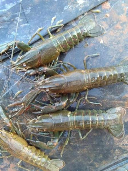 澳洲淡水龙虾多少钱一斤_澳洲淡水龙虾价格走势-第2张图片-山城妙识 澳洲淡水龙虾多少钱一斤_澳洲淡水龙虾价格走势-第2张图片-山城妙识