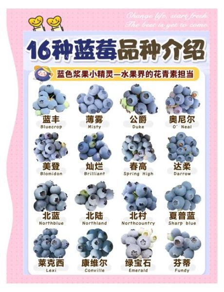 蓝莓的正确食用方法_蓝莓一天吃多少颗合适-第1张图片-山城妙识