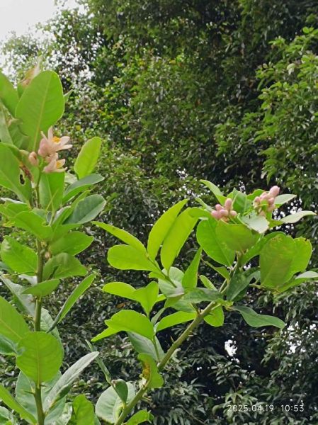 香橼图片怎么区分真假_香橼和柠檬的区别-第2张图片-山城妙识