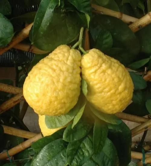 香橼图片怎么区分真假_香橼和柠檬的区别-第1张图片-山城妙识