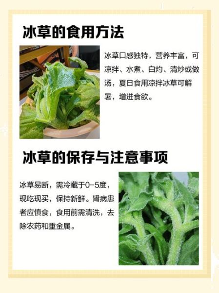 冰草的功效与作用_冰草的禁忌人群有哪些-第3张图片-山城妙识 冰草的功效与作用_冰草的禁忌人群有哪些-第3张图片-山城妙识