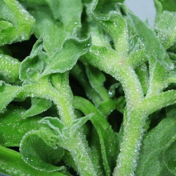 冰草的功效与作用_冰草的禁忌人群有哪些-第2张图片-山城妙识 冰草的功效与作用_冰草的禁忌人群有哪些-第2张图片-山城妙识