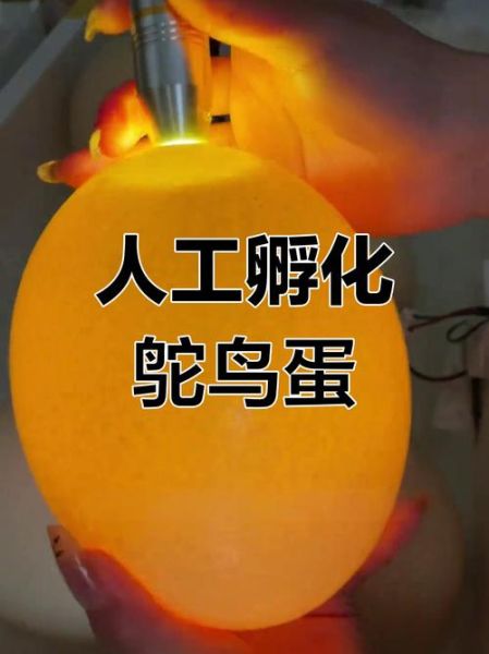 鸵鸟蛋有多大_鸵鸟蛋重量多少斤-第3张图片-山城妙识 鸵鸟蛋有多大_鸵鸟蛋重量多少斤-第3张图片-山城妙识