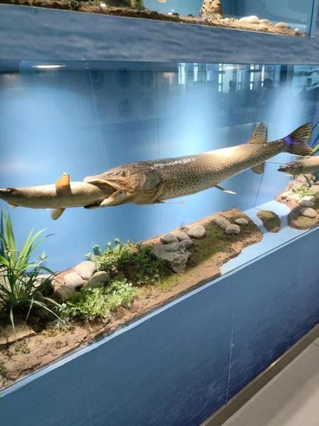 黑斑狗鱼长什么样_黑斑狗鱼怎么分辨-第3张图片-山城妙识