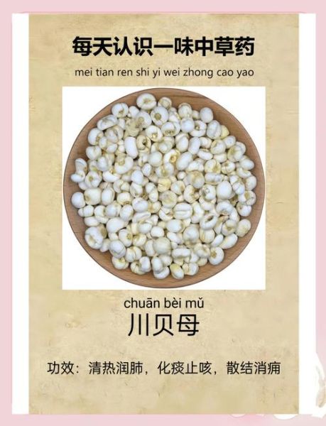 川贝母怎么吃能治咳嗽_川贝母化痰的正确用法-第1张图片-山城妙识