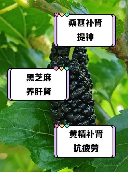 男人补肾壮阳吃什么最好_补肾壮阳食物有哪些-第3张图片-山城妙识 男人补肾壮阳吃什么最好_补肾壮阳食物有哪些-第3张图片-山城妙识