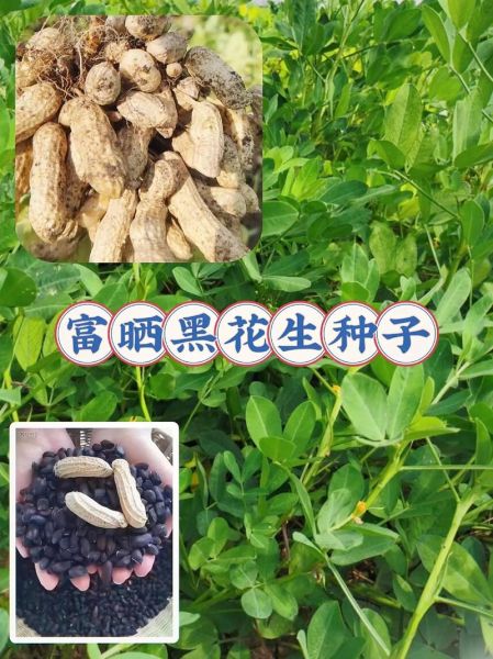 黑花生营养价值_黑花生怎么吃最好-第3张图片-山城妙识