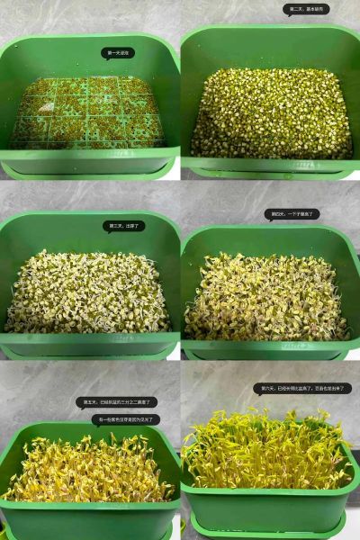生豆芽的方法_生豆芽的窍门-第2张图片-山城妙识