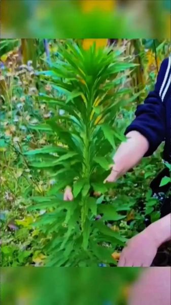 蓬蒿的读音是什么_蓬蒿怎么读拼音-第1张图片-山城妙识 蓬蒿的读音是什么_蓬蒿怎么读拼音-第1张图片-山城妙识