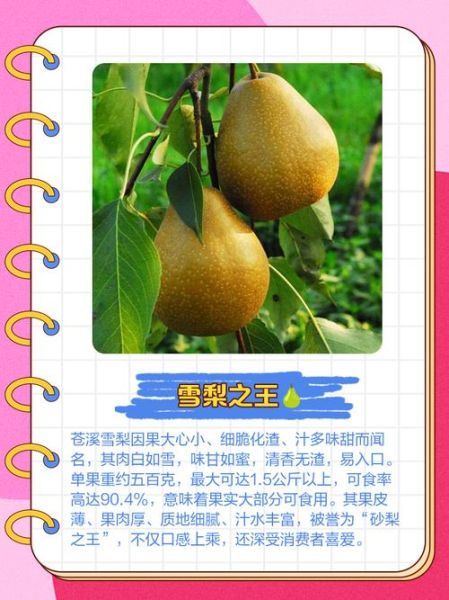 雪梨的功效与作用_雪梨的禁忌有哪些-第3张图片-山城妙识 雪梨的功效与作用_雪梨的禁忌有哪些-第3张图片-山城妙识