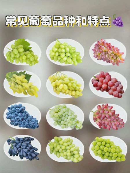 世界上最好吃的葡萄有哪些_葡萄品种排名前十-第3张图片-山城妙识 世界上最好吃的葡萄有哪些_葡萄品种排名前十-第3张图片-山城妙识