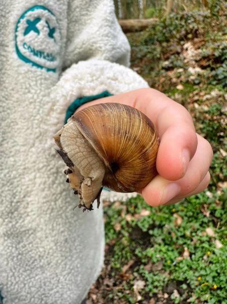 法国蜗牛养殖赚钱吗_法国蜗牛养殖技术-第1张图片-山城妙识