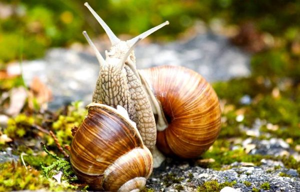 法国蜗牛养殖赚钱吗_法国蜗牛养殖技术-第2张图片-山城妙识