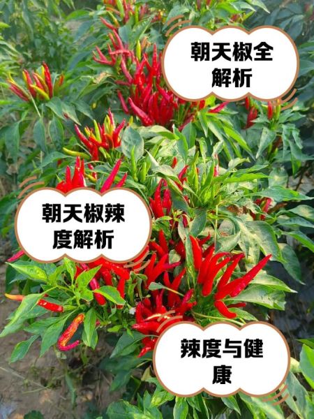 朝天椒图片_如何识别朝天椒品种-第1张图片-山城妙识