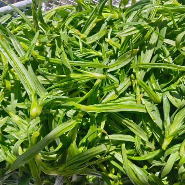 面条菜水饺怎么做好吃_面条菜饺子馅怎么调-第1张图片-山城妙识 面条菜水饺怎么做好吃_面条菜饺子馅怎么调-第1张图片-山城妙识