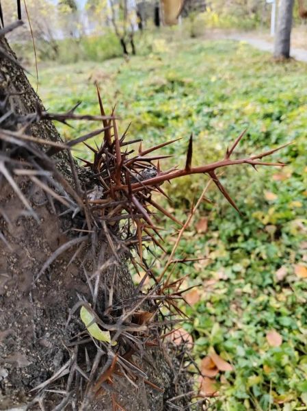 皂角刺治痔疮怎么用_皂角刺痔疮偏方有效吗-第3张图片-山城妙识