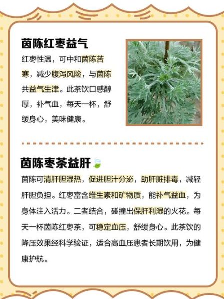 茵陈红枣泡水喝的功效_茵陈红枣泡水能天天喝吗-第2张图片-山城妙识