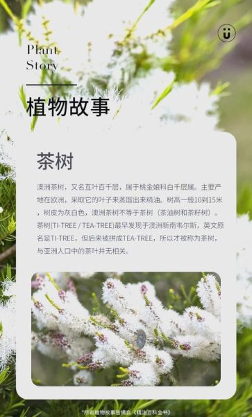 茶树精油怎么用_茶树精油的功效与作用-第1张图片-山城妙识 茶树精油怎么用_茶树精油的功效与作用-第1张图片-山城妙识