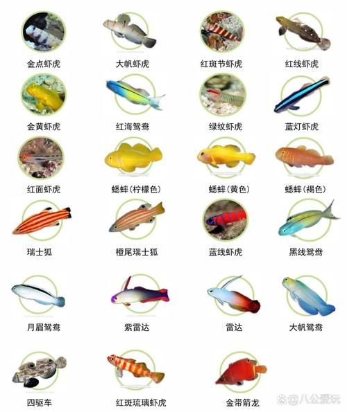 淡水观赏鱼有哪些_海水鱼名字大全-第2张图片-山城妙识 淡水观赏鱼有哪些_海水鱼名字大全-第2张图片-山城妙识