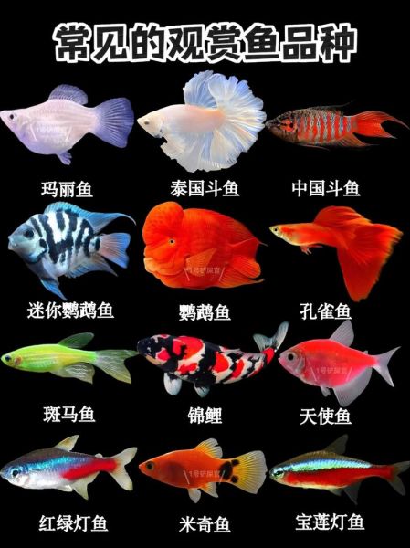 淡水观赏鱼有哪些_海水鱼名字大全-第1张图片-山城妙识 淡水观赏鱼有哪些_海水鱼名字大全-第1张图片-山城妙识