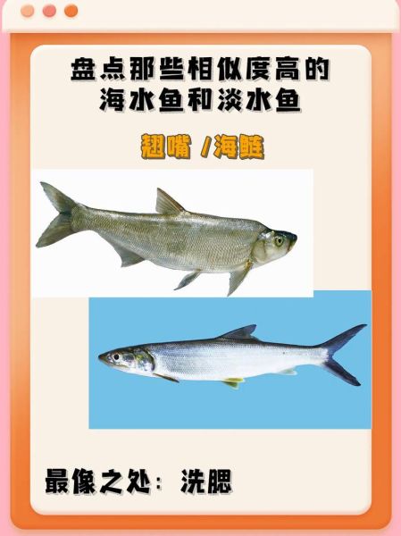 淡水观赏鱼有哪些_海水鱼名字大全-第3张图片-山城妙识 淡水观赏鱼有哪些_海水鱼名字大全-第3张图片-山城妙识