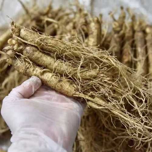 鲜人参价格多少钱一斤_鲜人参怎么挑选-第2张图片-山城妙识