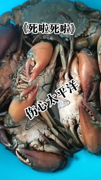 青蟹死了一天可以吃吗_死了的青蟹还能吃吗-第1张图片-山城妙识