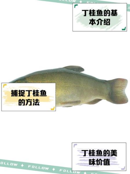 丁桂鱼做汤怎么做好吃_丁桂鱼汤的家常做法-第3张图片-山城妙识