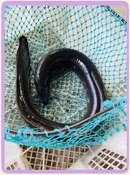 鲈鳗图片_如何分辨真假-第1张图片-山城妙识 鲈鳗图片_如何分辨真假-第1张图片-山城妙识