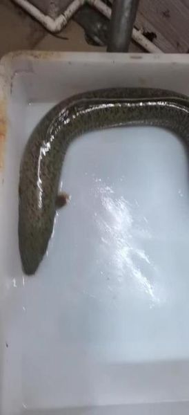 鲈鳗图片_如何分辨真假-第3张图片-山城妙识 鲈鳗图片_如何分辨真假-第3张图片-山城妙识