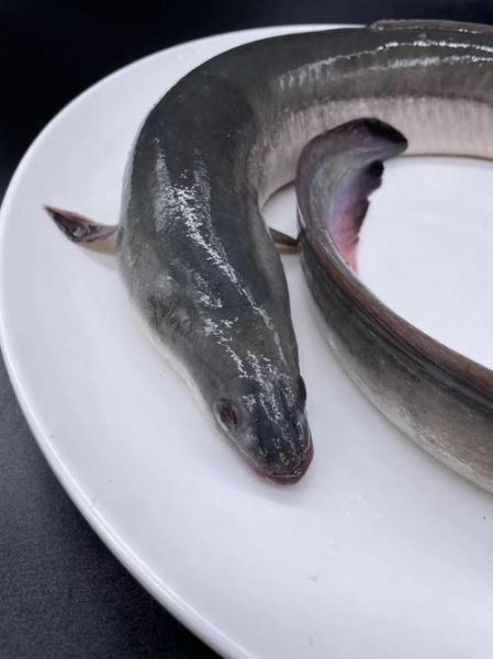 鲈鳗图片_如何分辨真假-第2张图片-山城妙识 鲈鳗图片_如何分辨真假-第2张图片-山城妙识