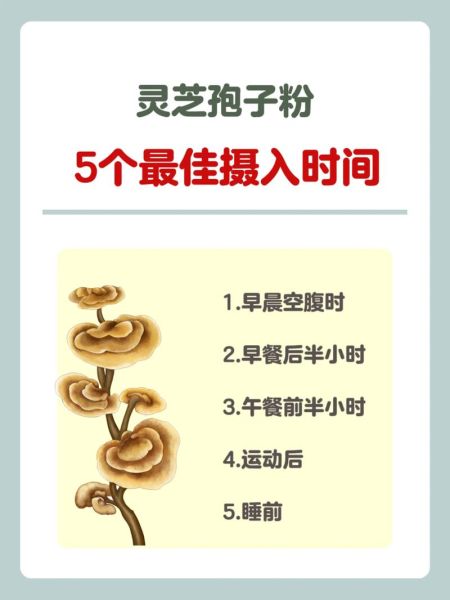 灵芝孢子粉饭前吃还是饭后吃_正确吃法全解析-第1张图片-山城妙识 灵芝孢子粉饭前吃还是饭后吃_正确吃法全解析-第1张图片-山城妙识