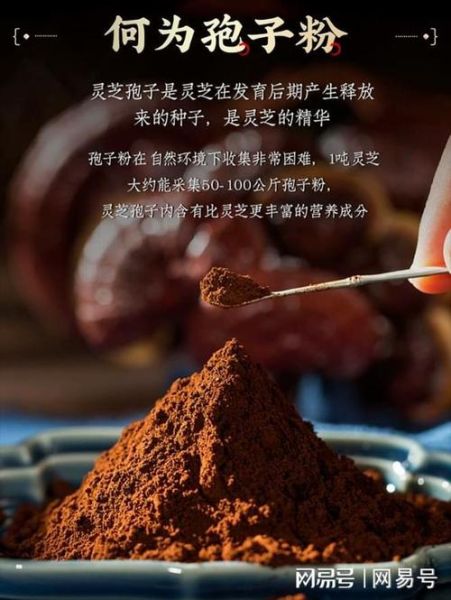 灵芝孢子粉饭前吃还是饭后吃_正确吃法全解析-第3张图片-山城妙识 灵芝孢子粉饭前吃还是饭后吃_正确吃法全解析-第3张图片-山城妙识